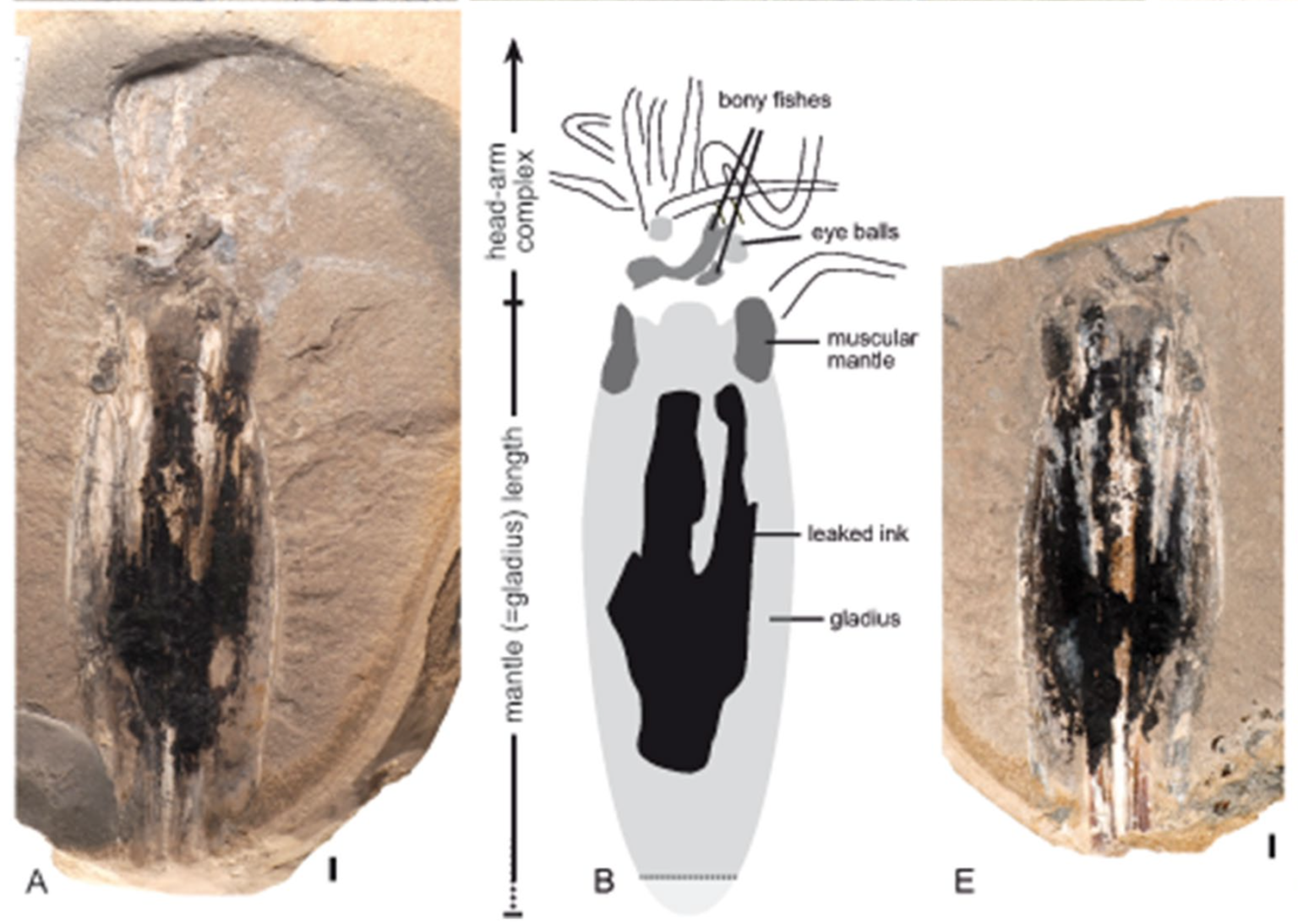 Ancient Origins of the Vampire Squid | Deep Sea News