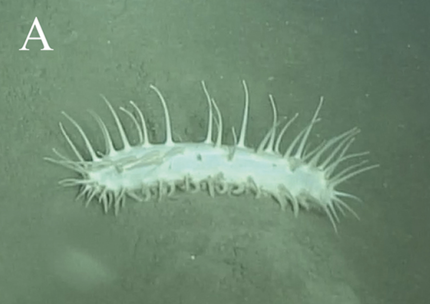 New Deep-Sea Cucumber Has 100 Feet | Deep Sea News