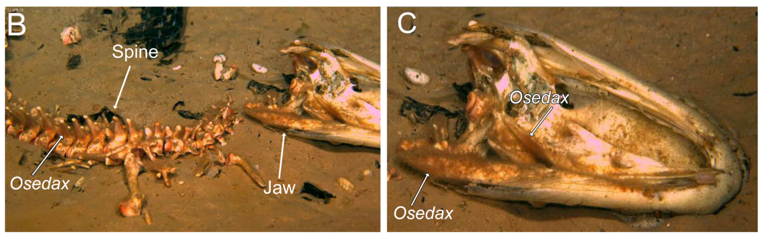 Introducing a New Species: My Namesake, a New Bone-Eating Worm | Deep ...