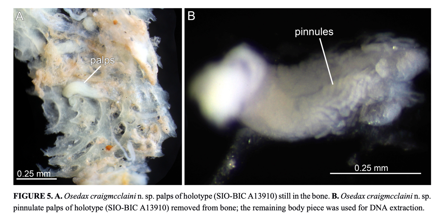 Introducing a New Species: My Namesake, a New Bone-Eating Worm | Deep ...